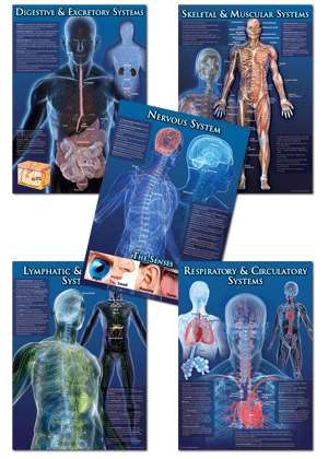 Human Body Facts - Keys to Learning Store